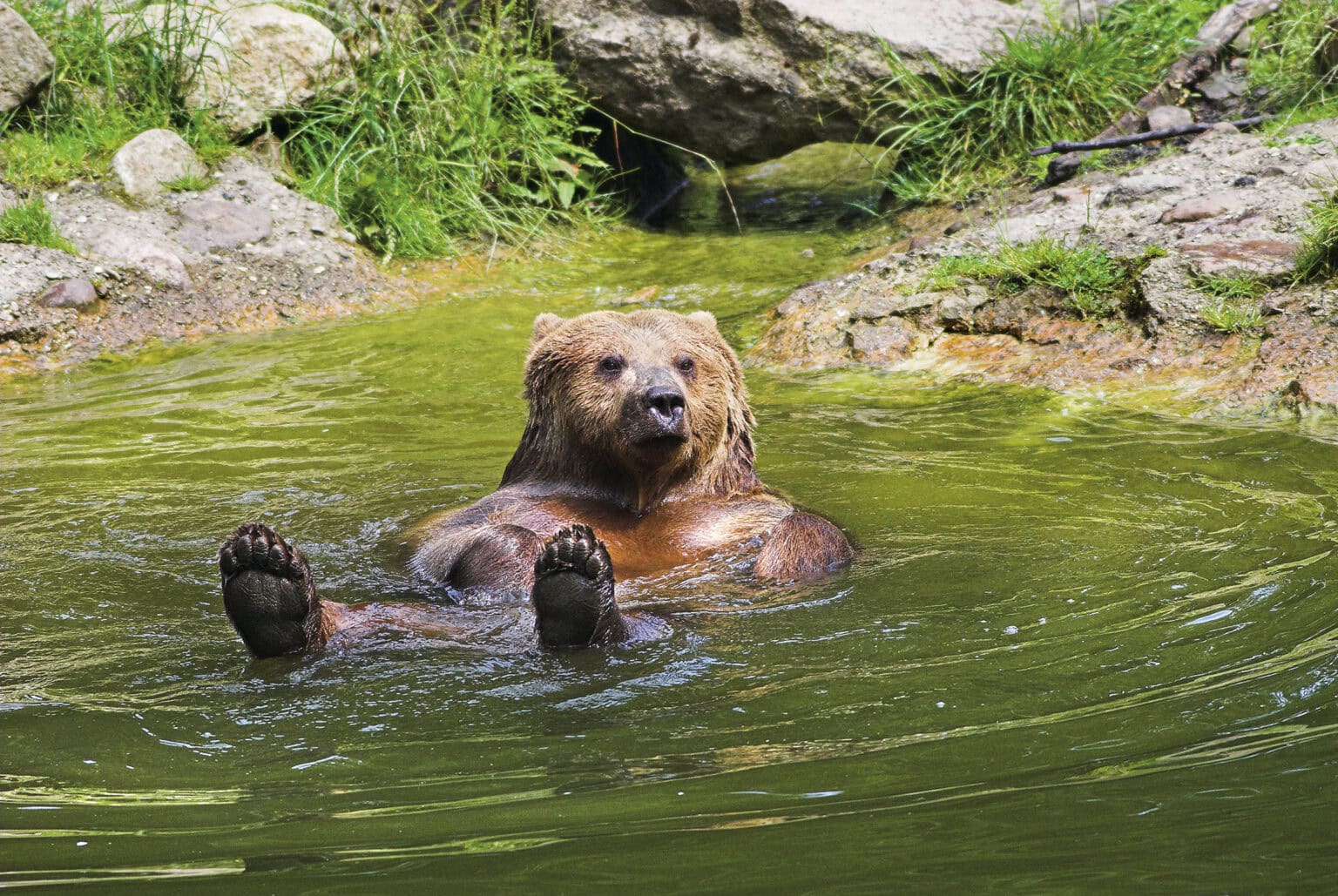 Springe bison enclosure – experience wild animals in their natural habitat